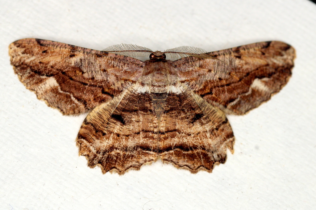 Scioglyptis lyciaria from Sydney NSW, Australia on April 15, 2024 at 08 ...