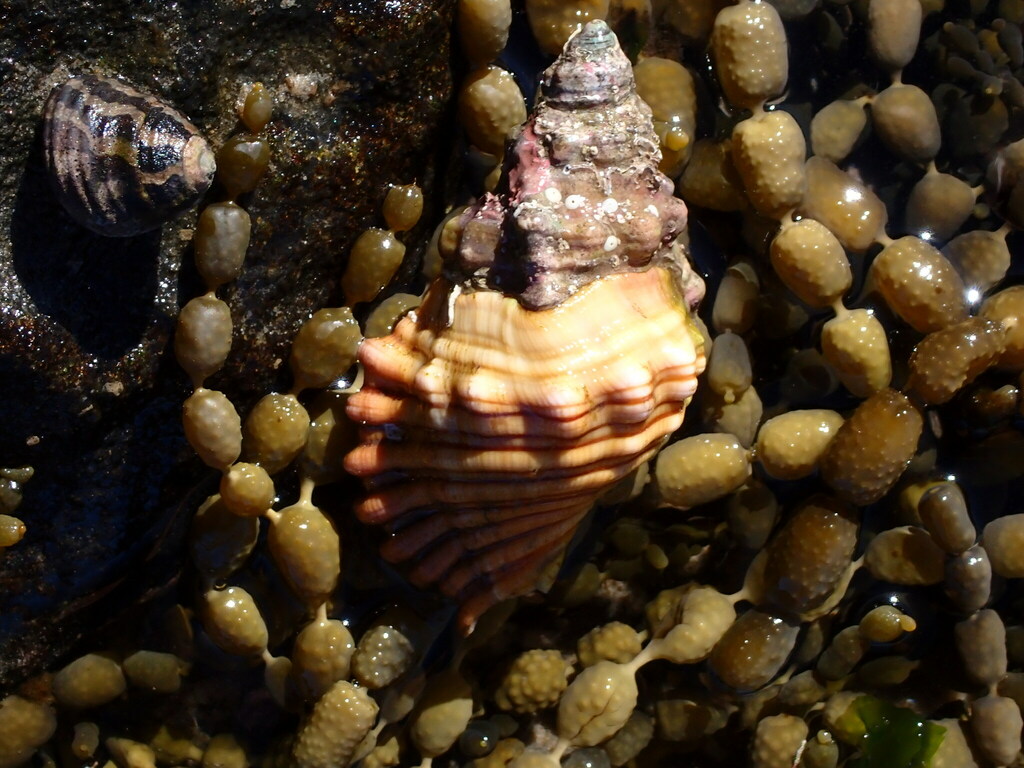 Spengler's Trumpet Snail from Woody Head NSW 2466, Australia on April ...