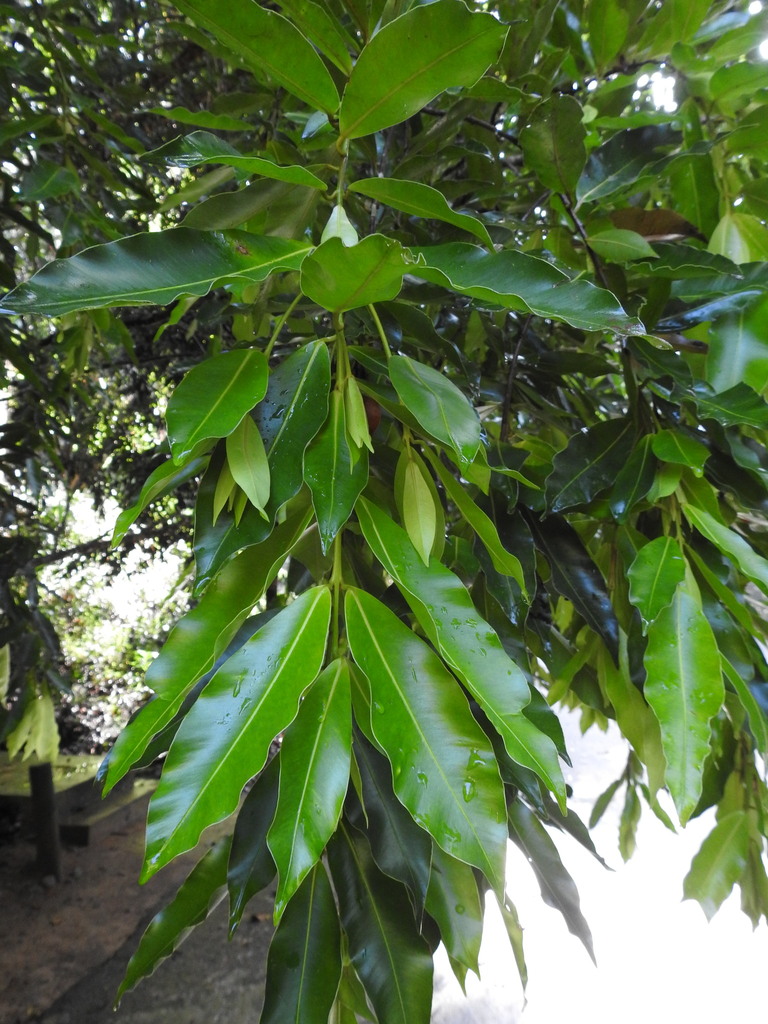 (Calophyllum bracteatum) - Botanical Realm
