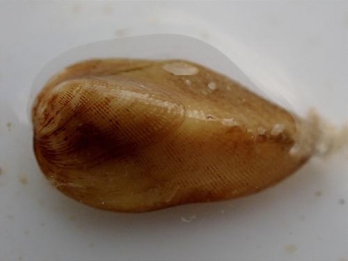 Coral-eating Mussel (Gregariella coralliophaga)