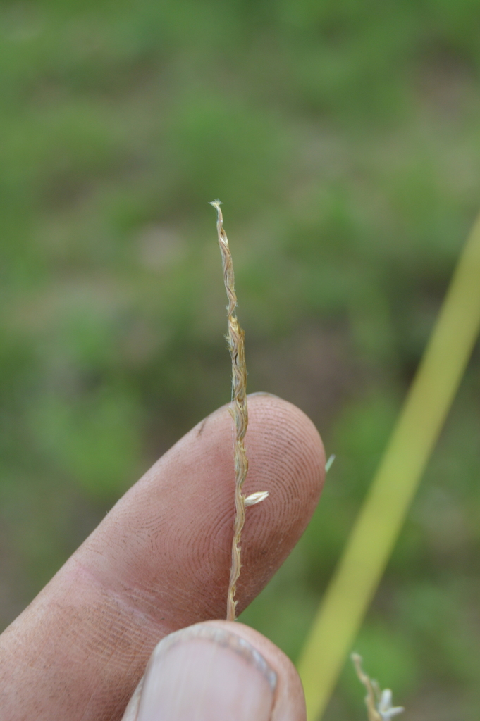 One-finger Grass from uMzinyathi District Municipality, South Africa on ...