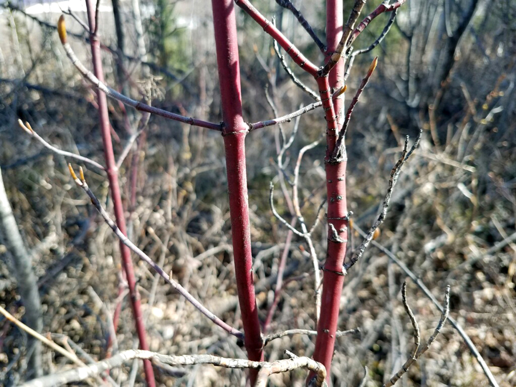 red osier dogwood from Chena Pump Road, north exposure road cut, steep ...