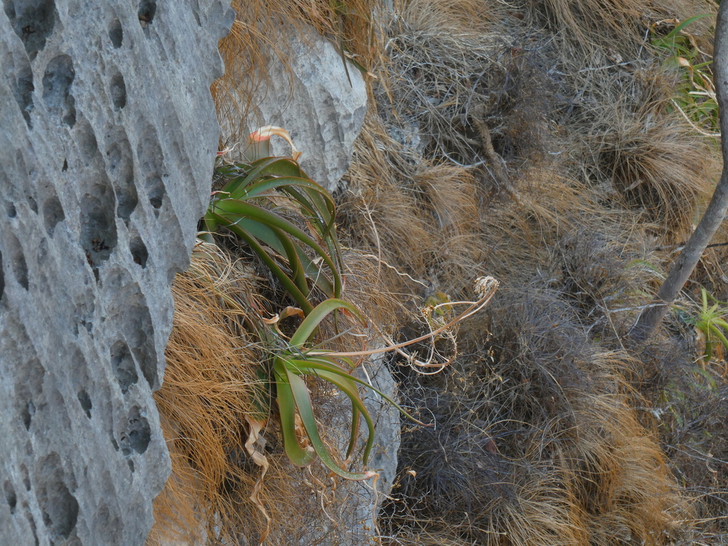 Aloe bosseri from District d'Antsalova, Madagascar on September 12 ...