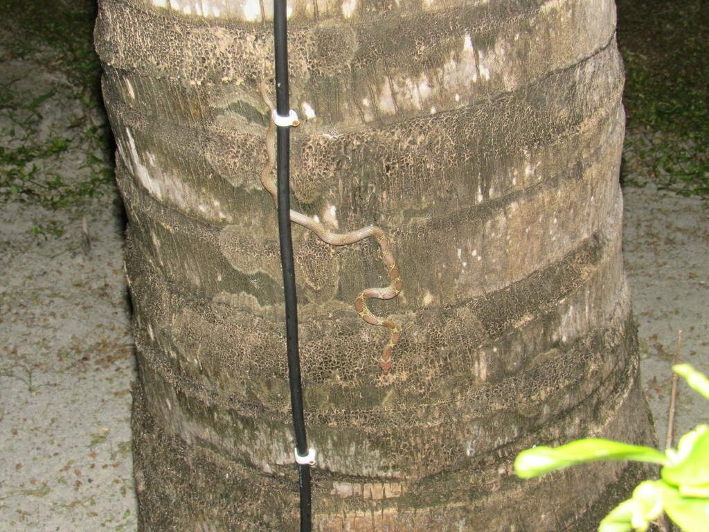 Indian Wolf Snake from Palmar, Quatre Cocos, Mauritius on April 14 ...
