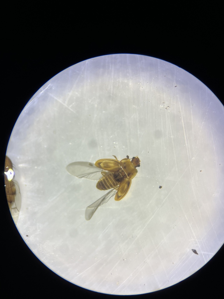 Epuraea from Lake Waikare, Whangamarino Ward, Waikato, NZ on April 15 ...