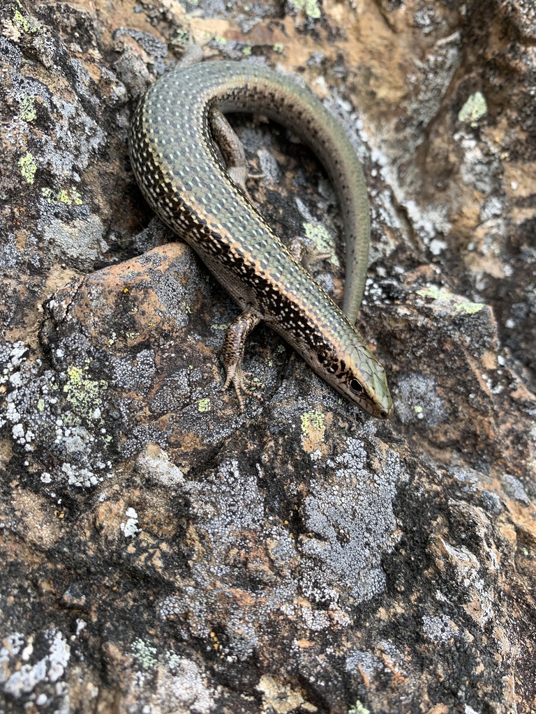 Canterbury Spotted Skink in April 2024 by Samuel Amaris. Good find by ...