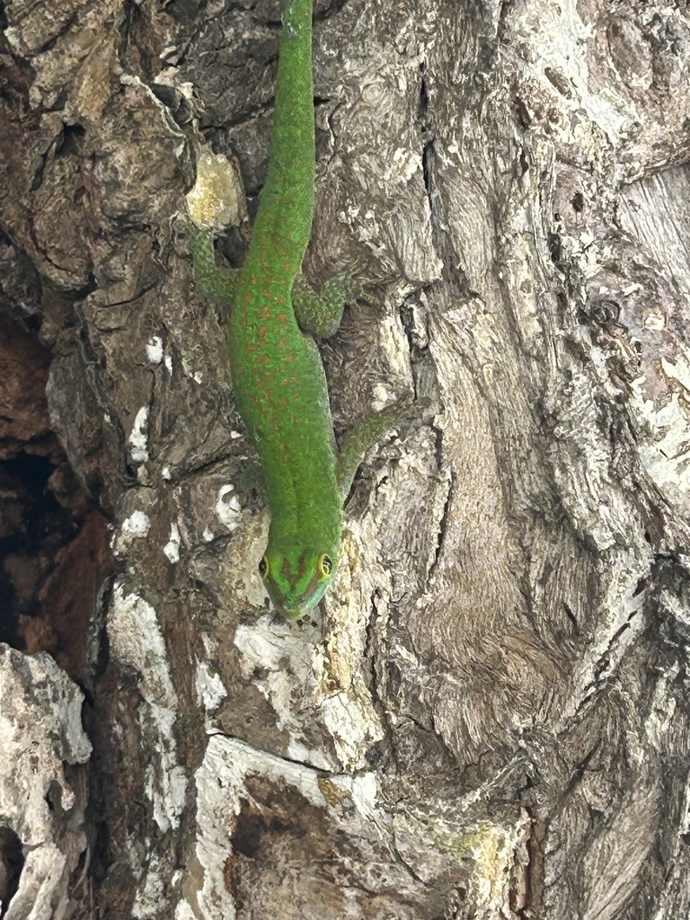 Mahé day gecko from Saint-Anne, Roche Caiman, SC on April 15, 2024 at ...