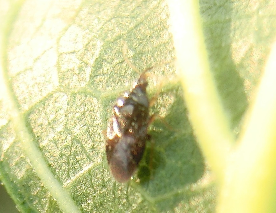 Cardiastethus from 638台灣雲林縣麥寮鄉 on April 15, 2024 at 04:09 PM by ...