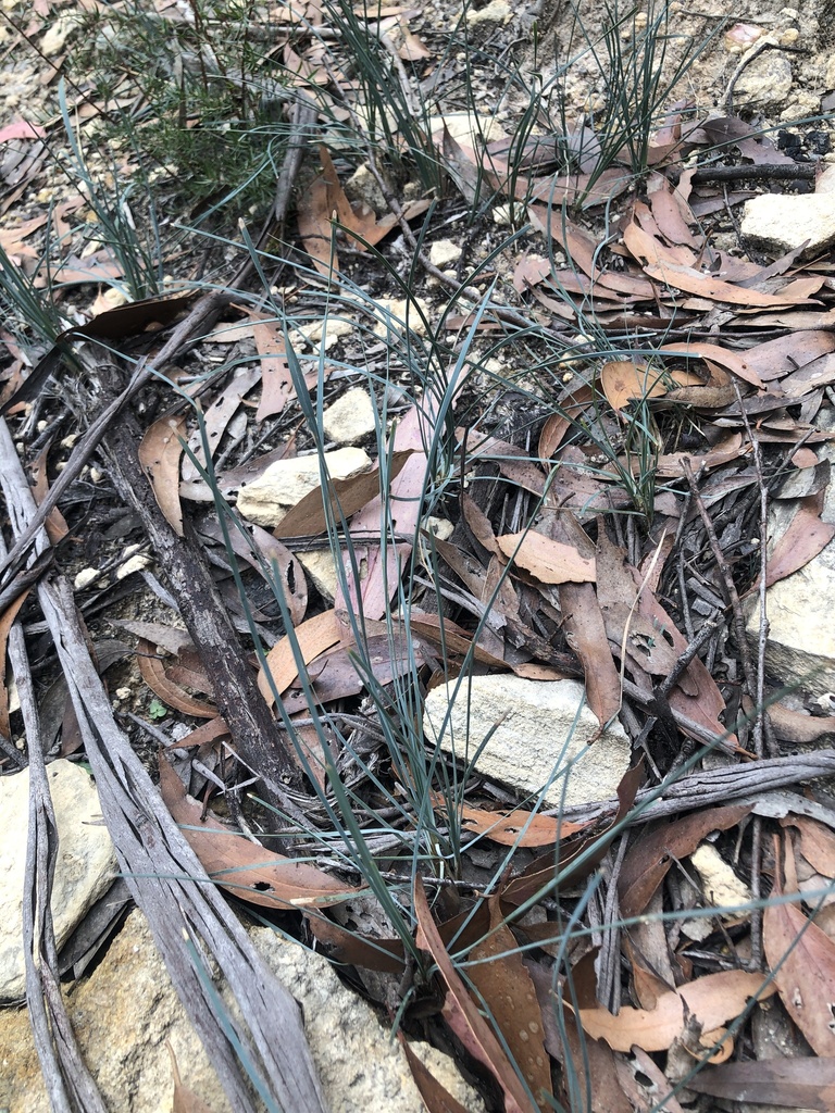 Pale Mat-rush from Lithgow NSW 2790, Australia on April 9, 2024 at 11: ...