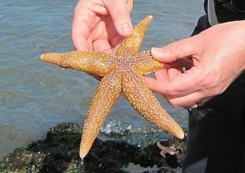 Common Sea Star from Penmon Point, Isle of Anglesey, UK on August 9 ...