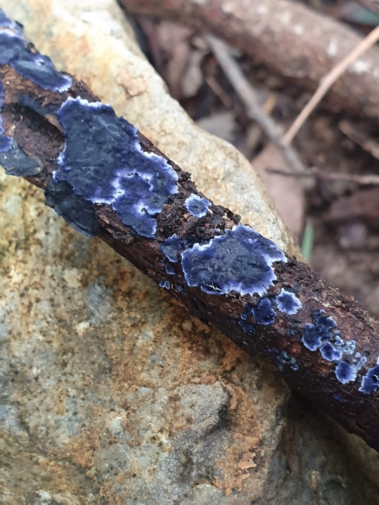 Cobalt Crust from Dundurrabin NSW 2453, Australia on April 8, 2024 at ...