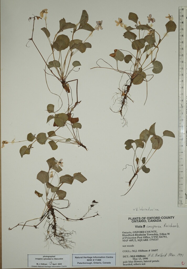 Labrador violet from Canada, Ontario, OXFORD County, 5.8km W of ...