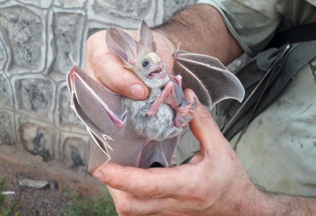 Heart-nosed bat (Cardioderma cor) - Know Your Mammals