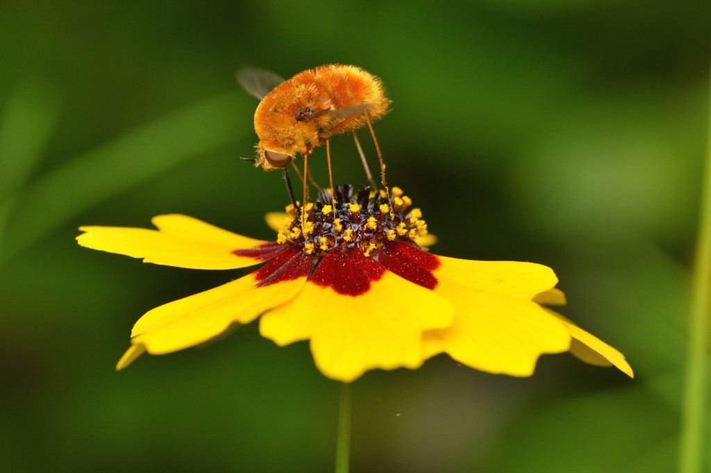 Lordotus pulchrissimus from lake austin blvd, austin, tx on May 13 ...