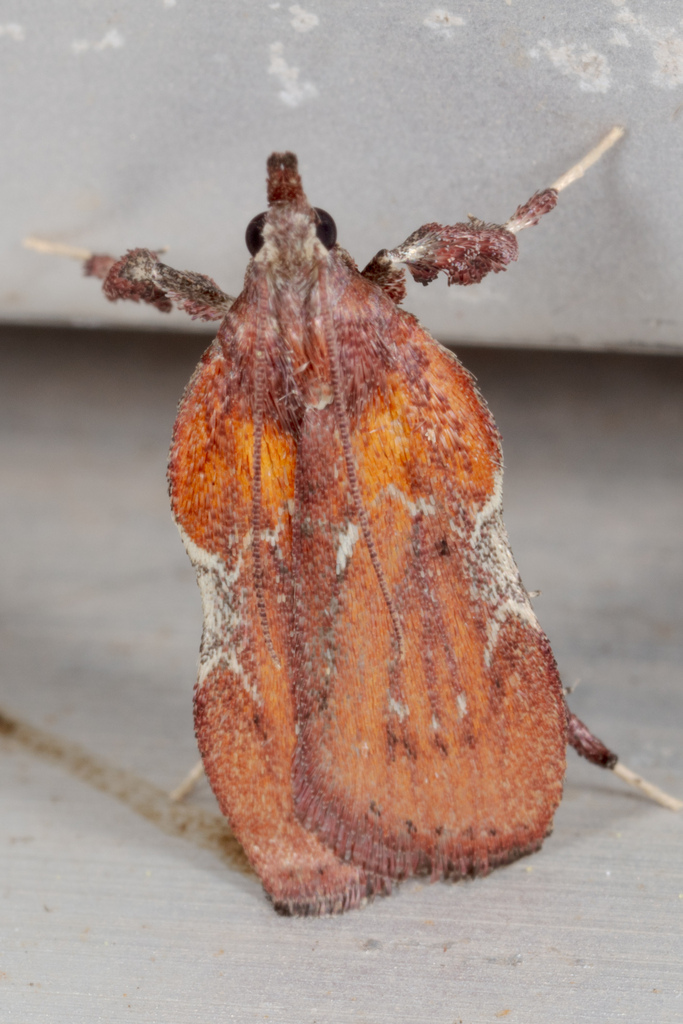 Boxwood Leaftier Moth from Wooten, Austin, TX, USA on April 14, 2024 at ...