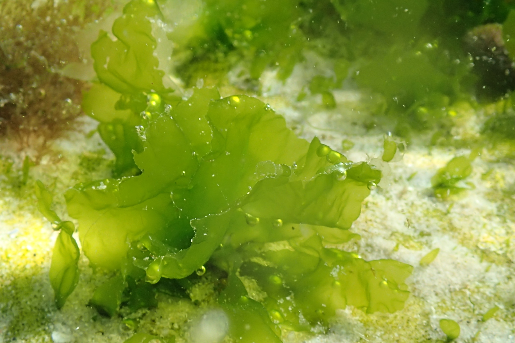 Ulva rigida C.Agardh