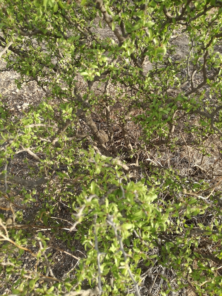 spiny hackberry from Charcas, S.L.P., México on April 27, 2019 at 07:03 ...