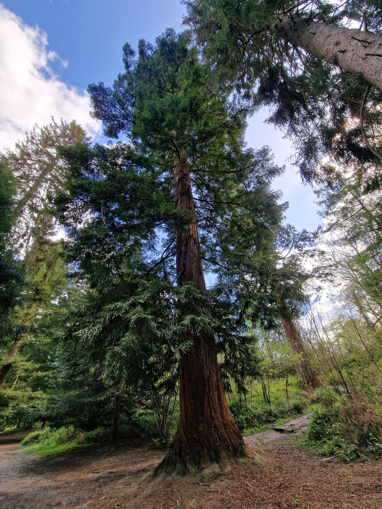 coast redwood from Cow Wood and Harry's Wood SSSI Staplefield, Haywards ...