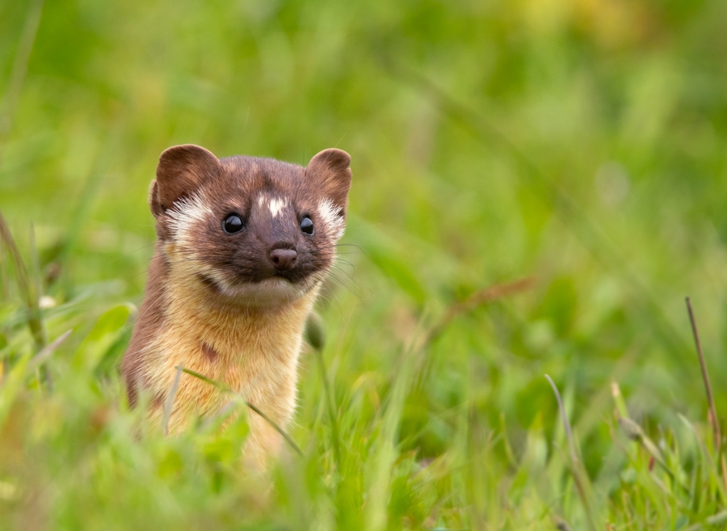 Long-tailed Weasel from Inverness, CA 94937, USA on April 14, 2024 at ...
