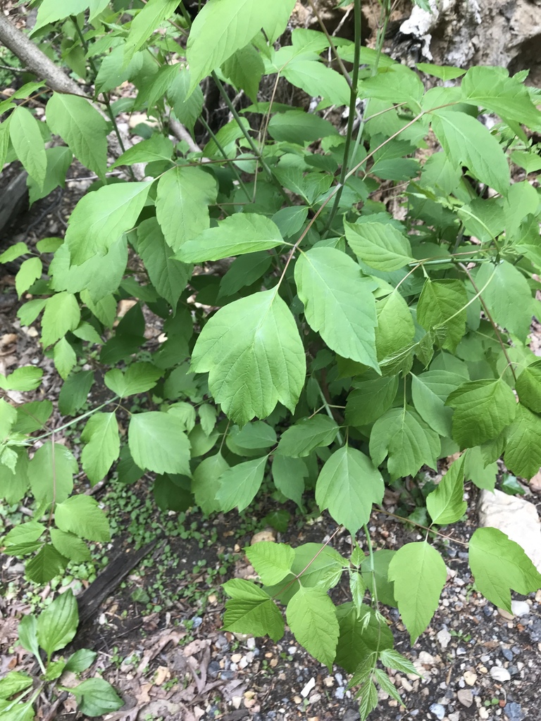box elder from Piney Branch Park, Washington, DC, US on April 28, 2019 ...