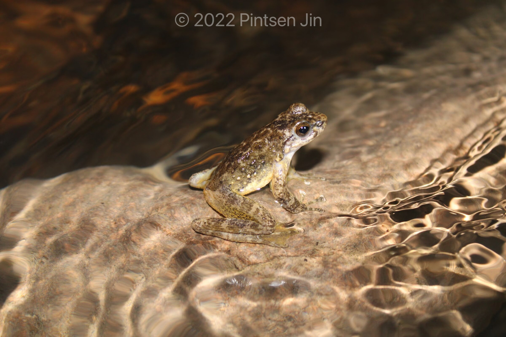 Wuyi torrent frog in July 2022 by Alex Pintsen JIN · iNaturalist
