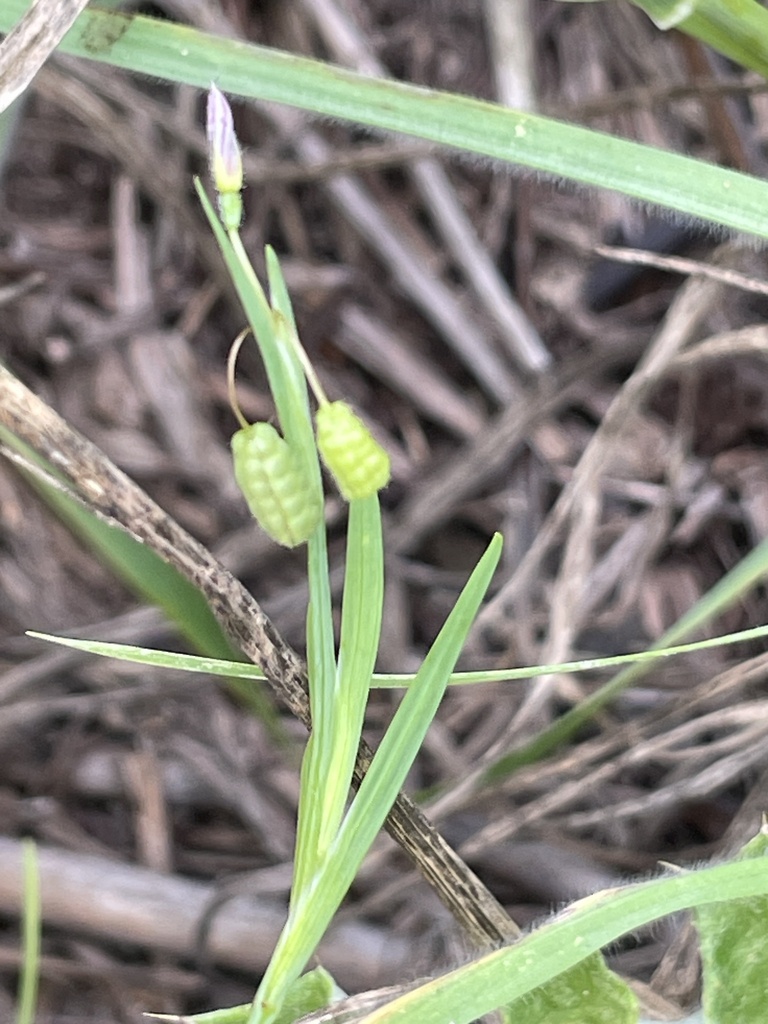 Dwarf Blue-eyed Grass from Stockade Ranch Rd, Paige, TX, US on April 15 ...