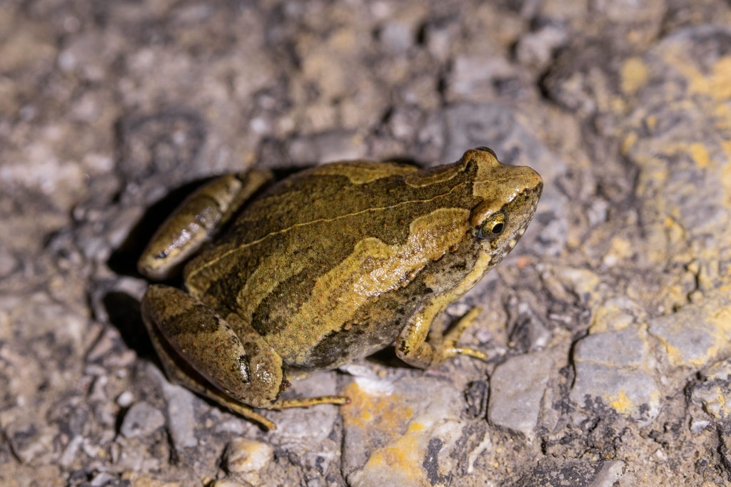 East Asian Ornate Chorus Frog in April 2024 by esoue · iNaturalist