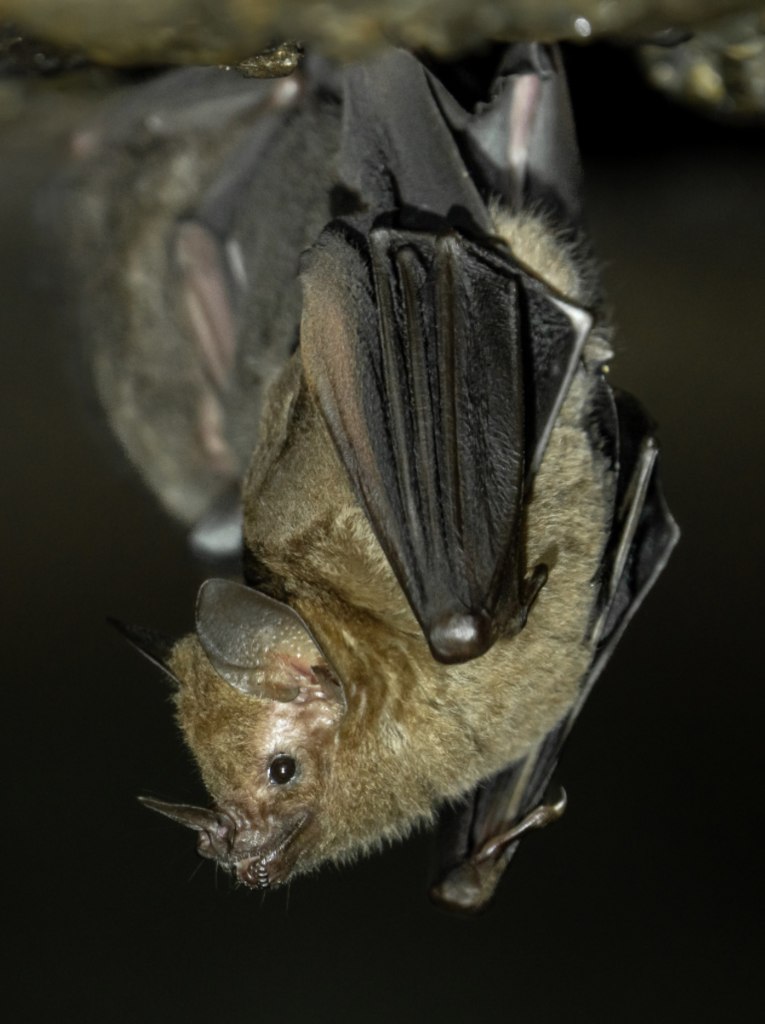 chestnut short-tailed bat from San Cipriano, Buenaventura, Valle del ...