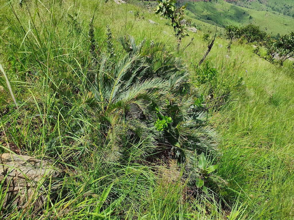 Dwarf Cycad (Encephalartos humilis) - Botanical Realm
