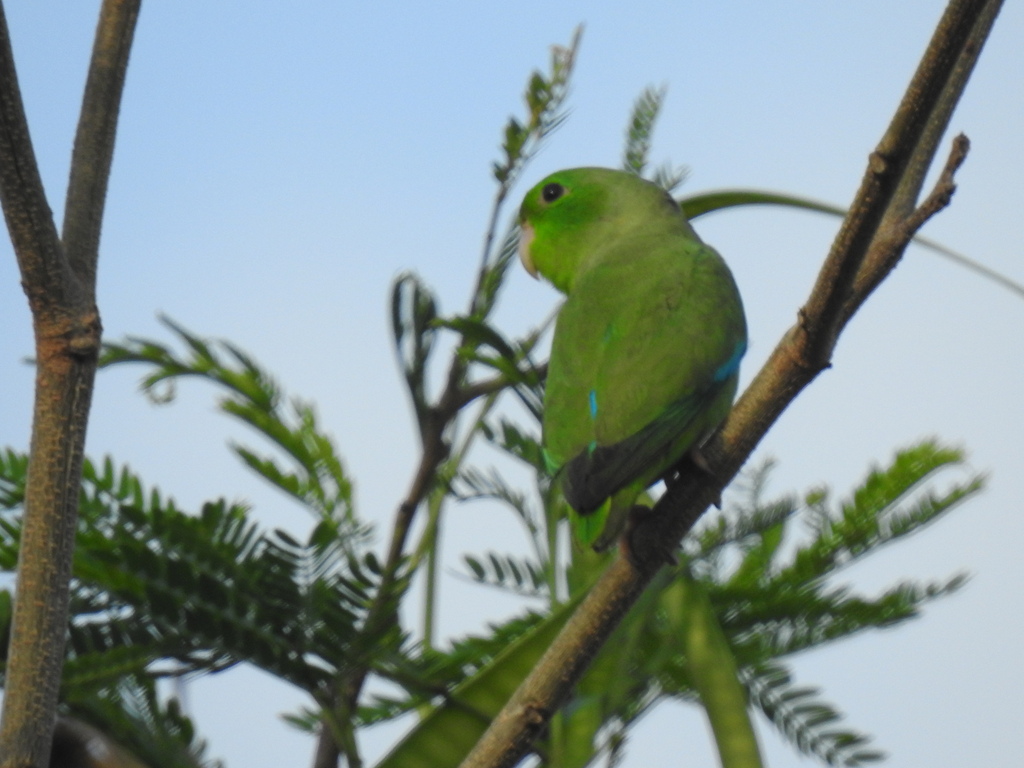 Perico cola verde desde Sabanilla Montecarmelo, Puerto Colombia ...