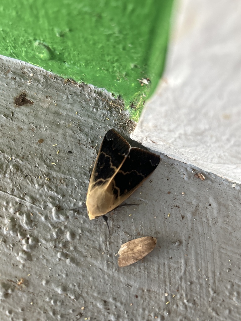 Guava Moth from Oʻahu, Kahuku, HI, US on April 15, 2024 at 06:24 AM by ...