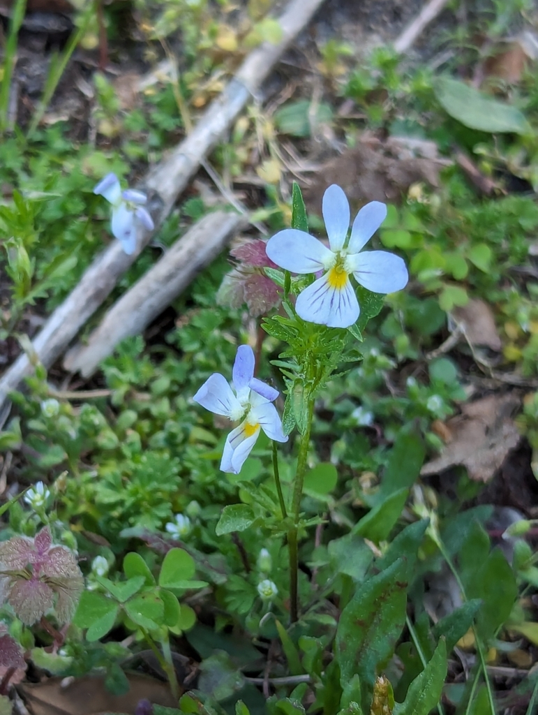 American field pansy from Laurel, DE 19956, USA on April 15, 2024 at 11 ...