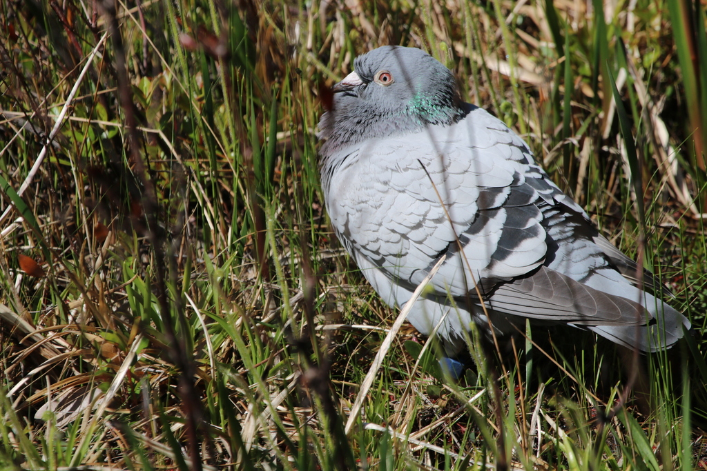 Feral Pigeon from Tarkiln Bayou Preserve State Park, 2401 Bauer Rd ...