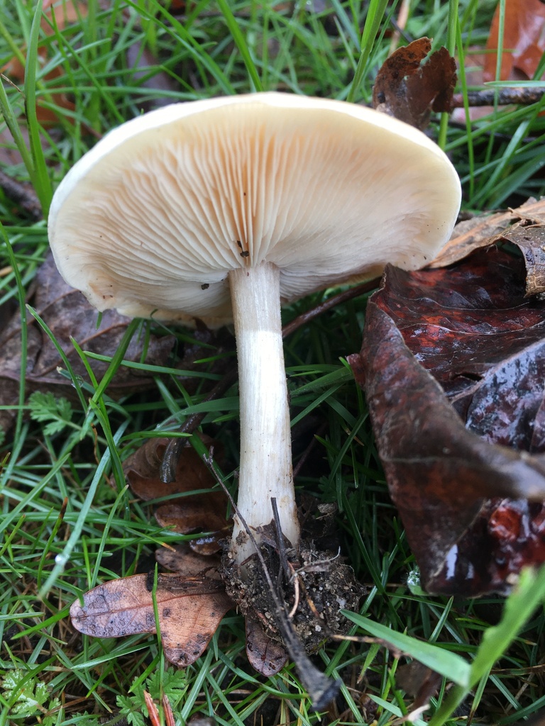 Melanoleuca strictipes in April 2024 by Krista Willmorth // The FunGal ...