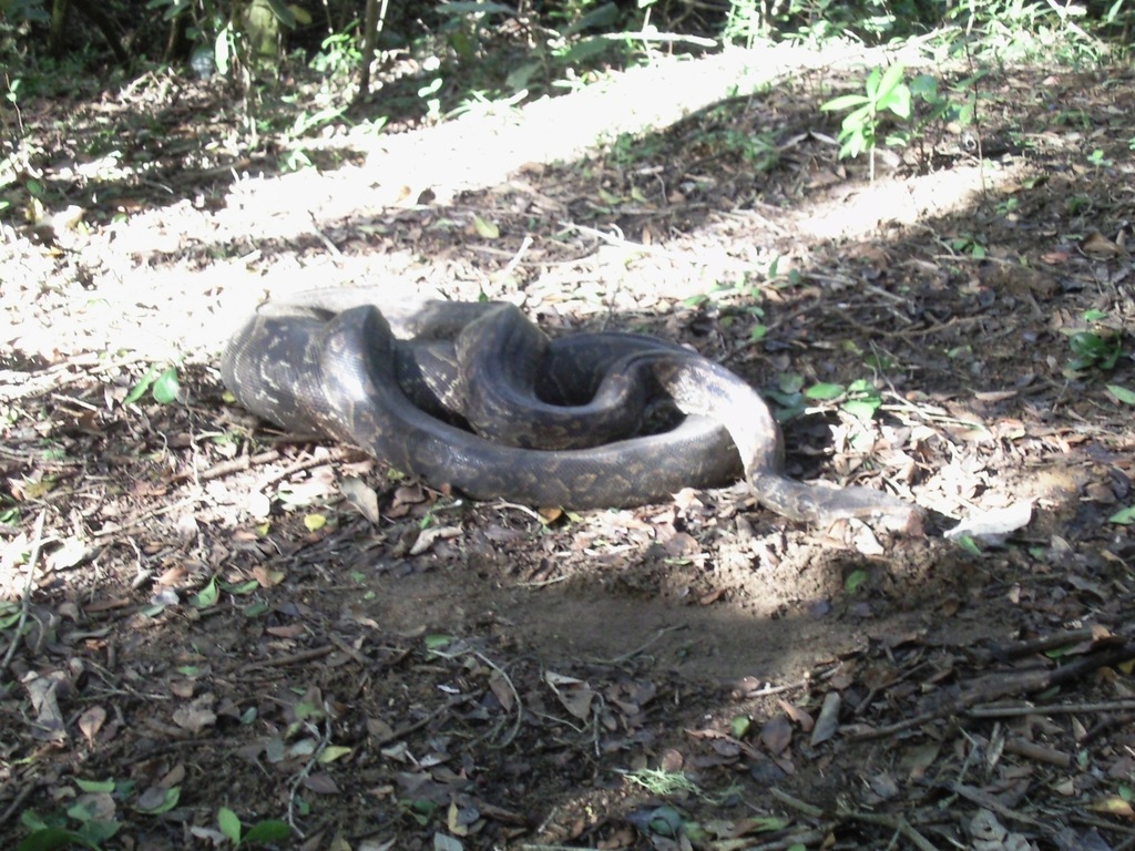 Southern African Python from King Cetshwayo District Municipality ...