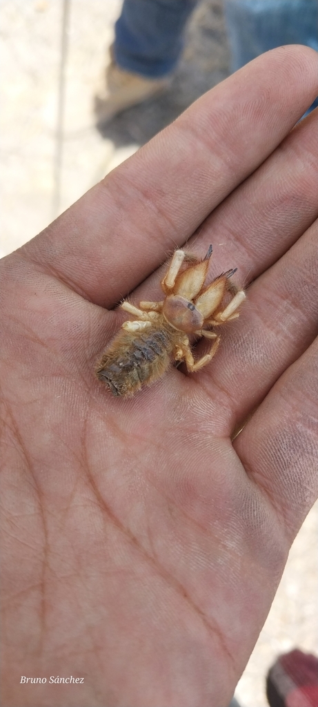 Eremorhax magnus from 20395 Cotorina, Ags., México on April 14, 2024 at ...