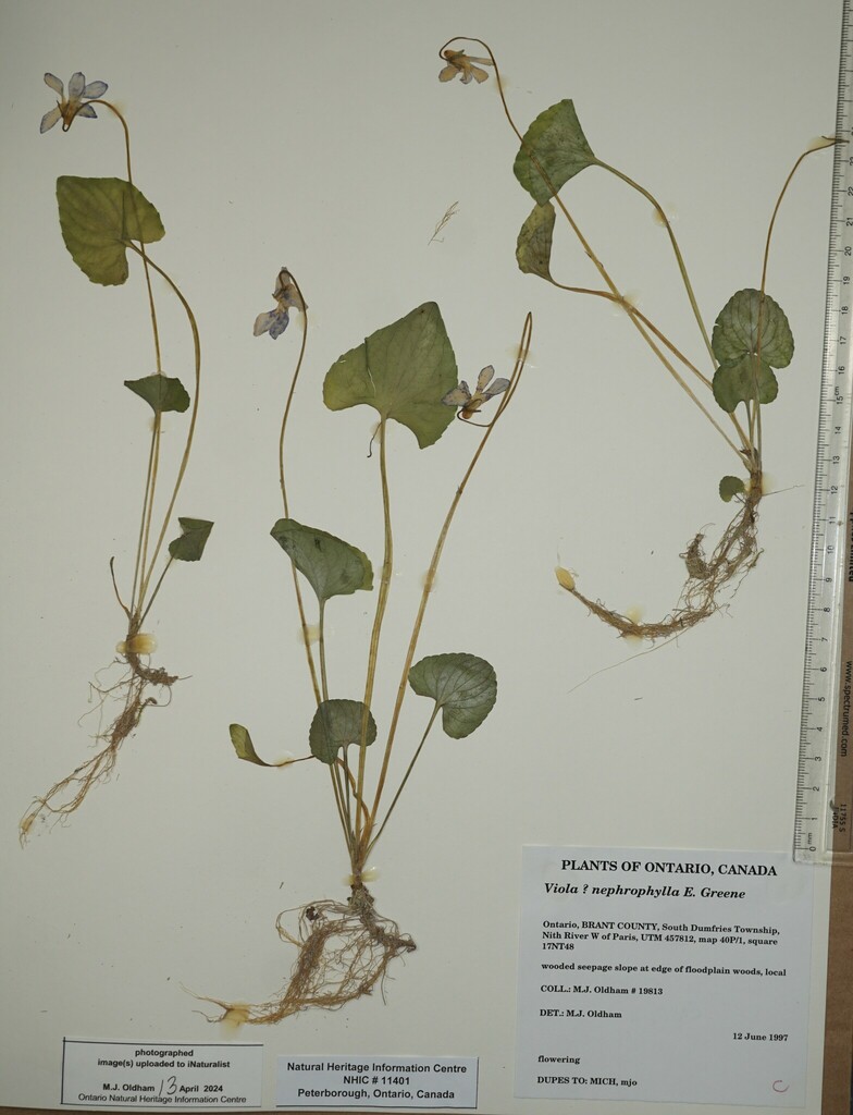 northern bog violet from Canada, Ontario, BRANT County, Nith River W of ...