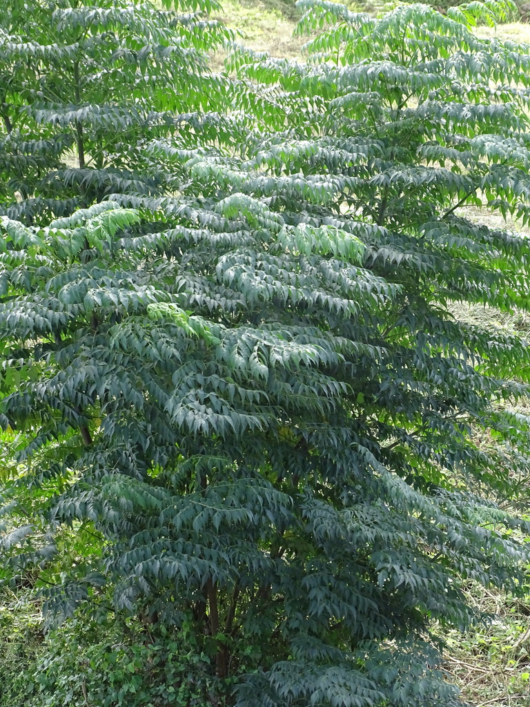 Chinaberry from Tollgate, Tshelimnyama, South Africa on April 12, 2024 ...