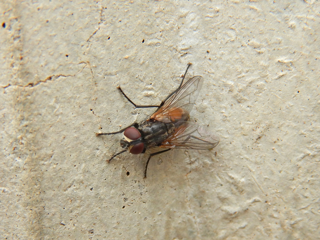 Common House Fly from Bordertown SA 5268, Australia on November 29, 2022 at 09:02 AM by Enot ...