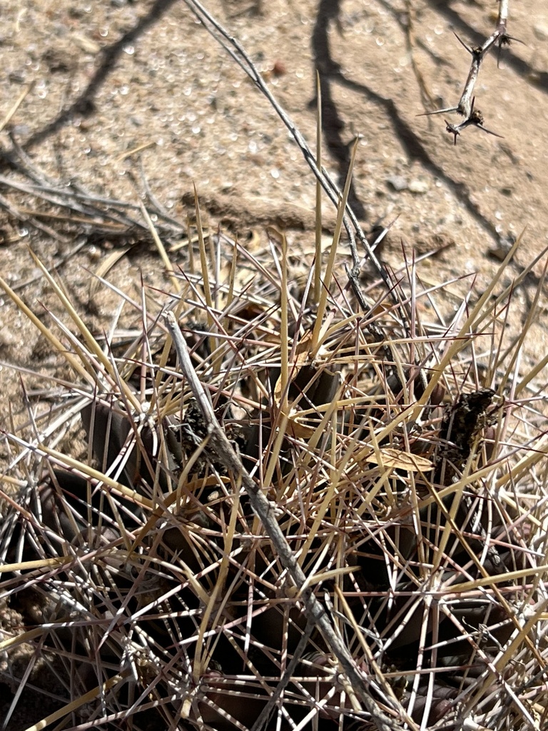 Long-tubercled Cory Cactus in April 2024 by CK Kelly · iNaturalist