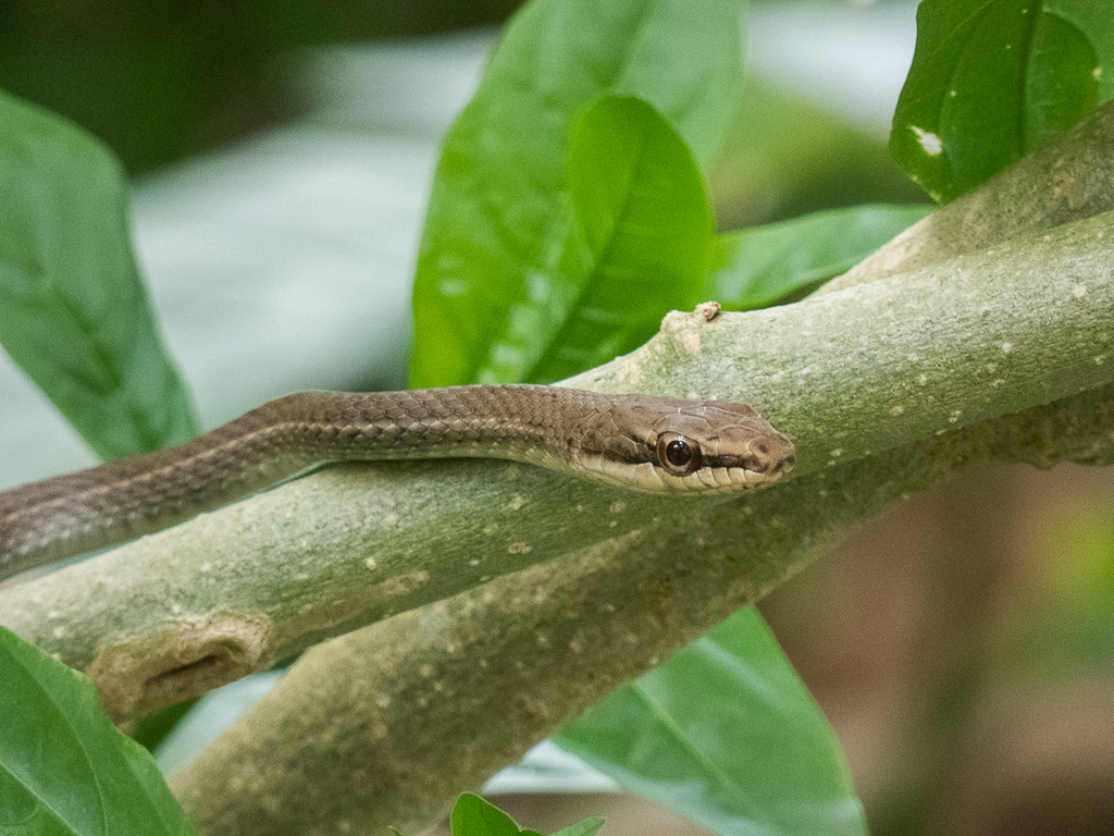 Barbour's Tropical Racer from Saint David, Grenada on March 21, 2024 at ...