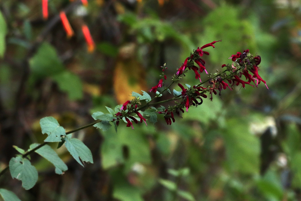 Mexican fuchsia sage from San Ignacio, Sin., México on March 8, 2023 at ...