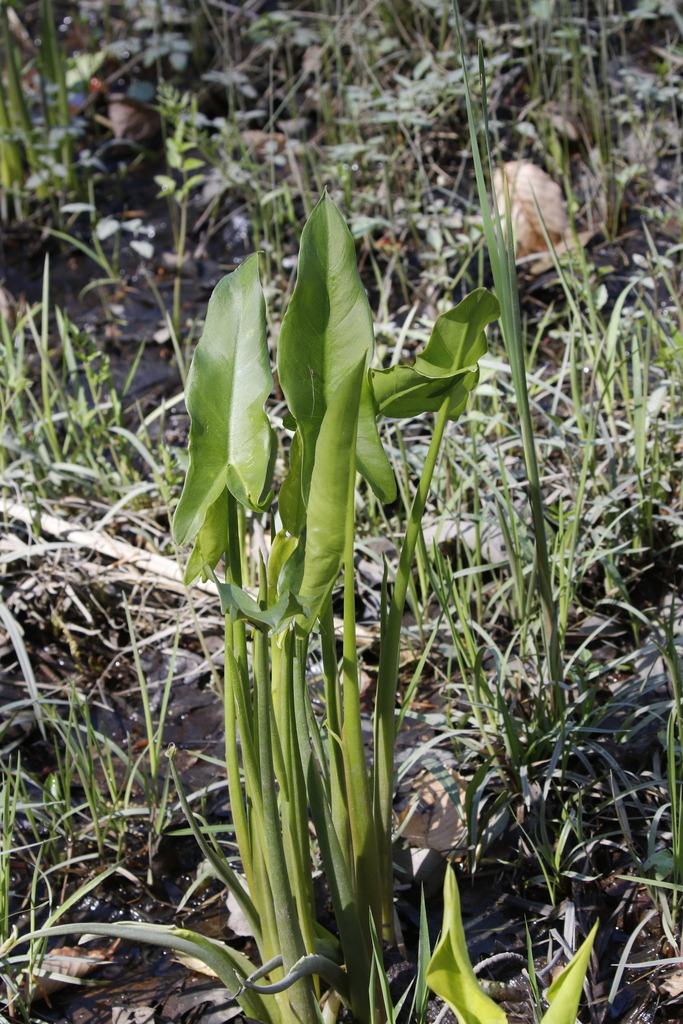 Green Arrow Arum from Calvert County, MD, USA on April 14, 2024 at 11: ...