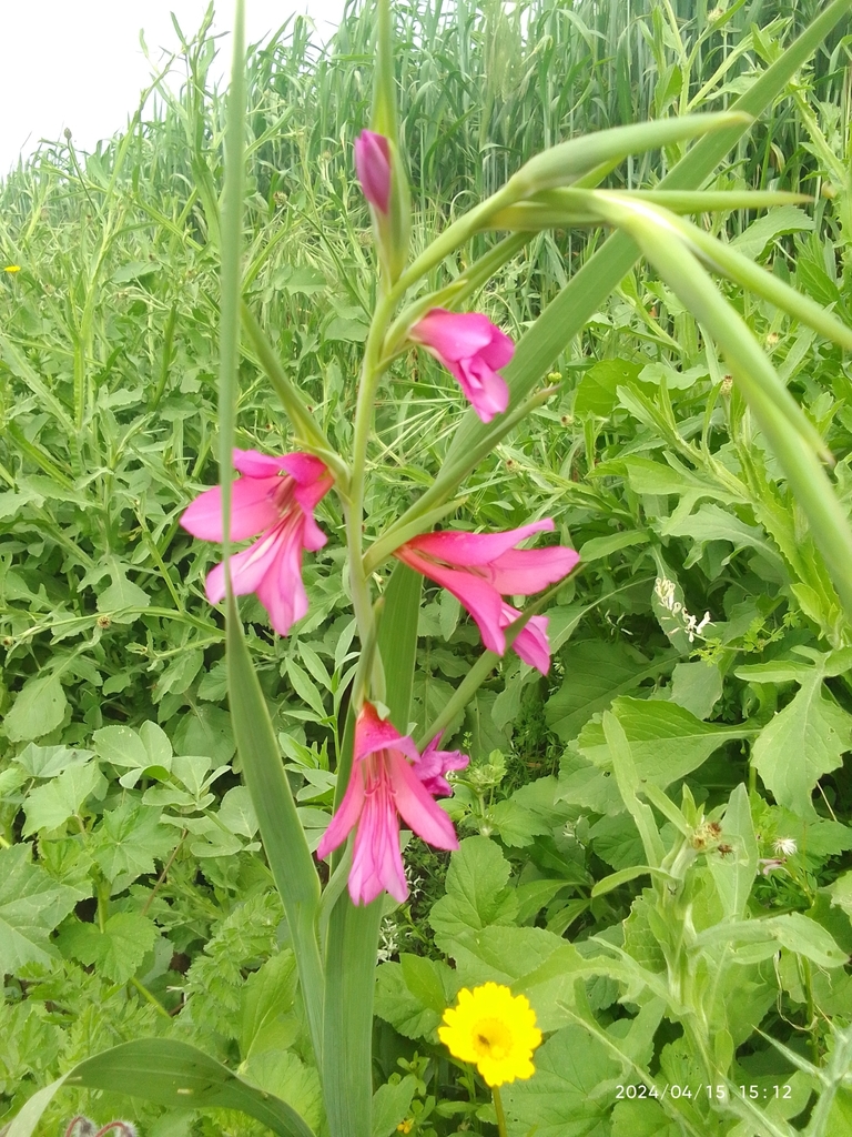 Field Gladiolus from G7MM+WR9, Grarem Gouga, Algérie on April 15, 2024 ...
