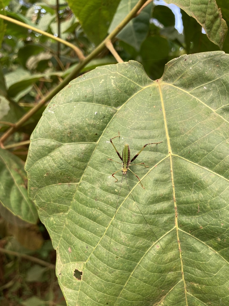Winged and Once-winged Insects from Ocean, Cameroon on April 7, 2024 at ...