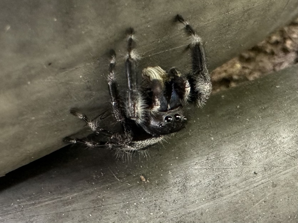 Bold Jumping Spider from W Kodiak Dr, Meridian, ID, US on April 15 ...