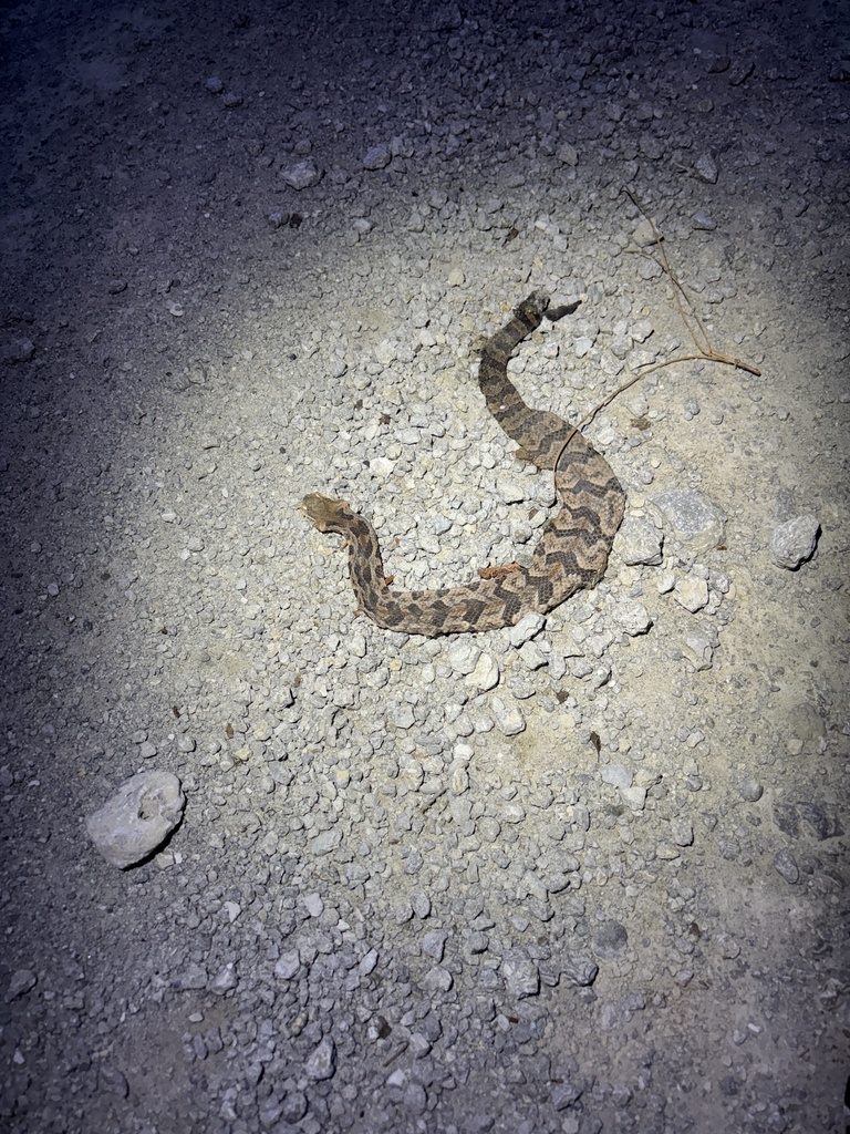 Timber Rattlesnake in April 2024 by bintlet. Juvenile rattlesnake DOR ...