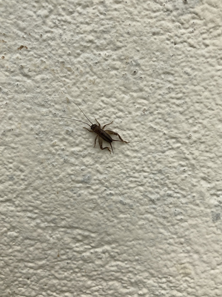 Field Crickets from Ocean, Cameroon on April 7, 2024 at 01:18 PM by ...