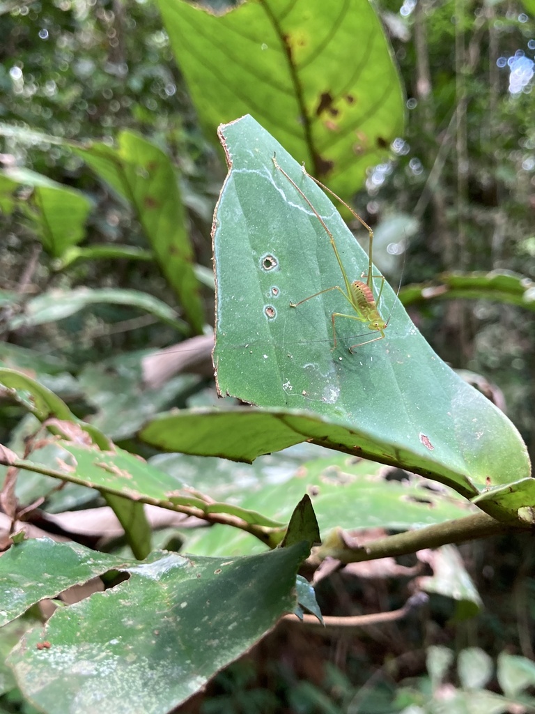 Winged and Once-winged Insects from Ocean, Cameroon on April 7, 2024 at ...