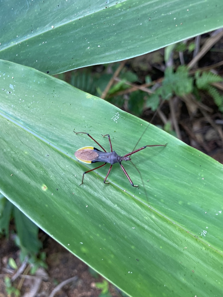 True Bugs from Ocean, Cameroon on April 7, 2024 at 02:27 PM by pbulman ...